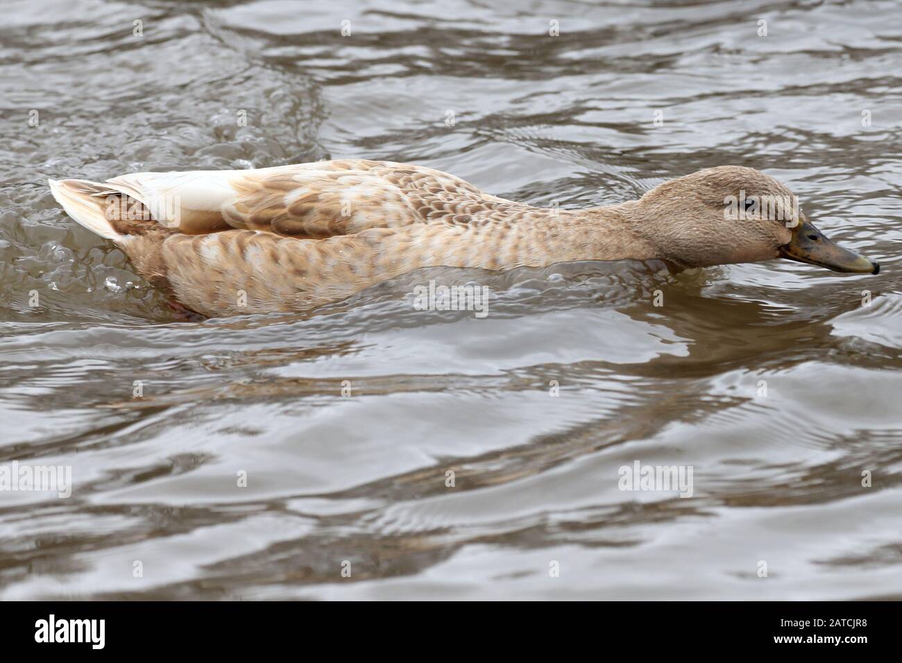 Leucistic Mallard Hen Stock Photo - Alamy