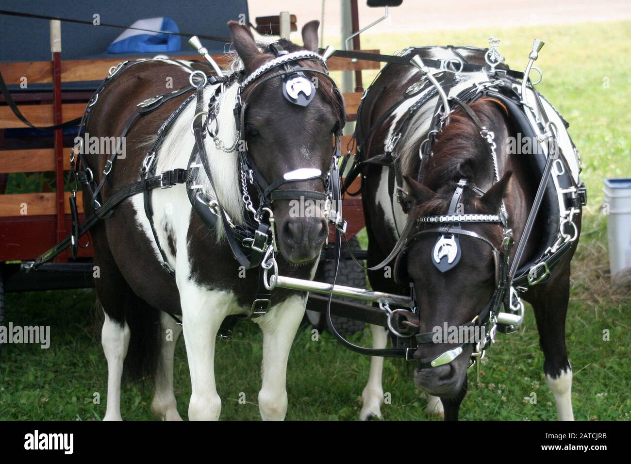 Mini horses in harness hi-res stock photography and images - Alamy