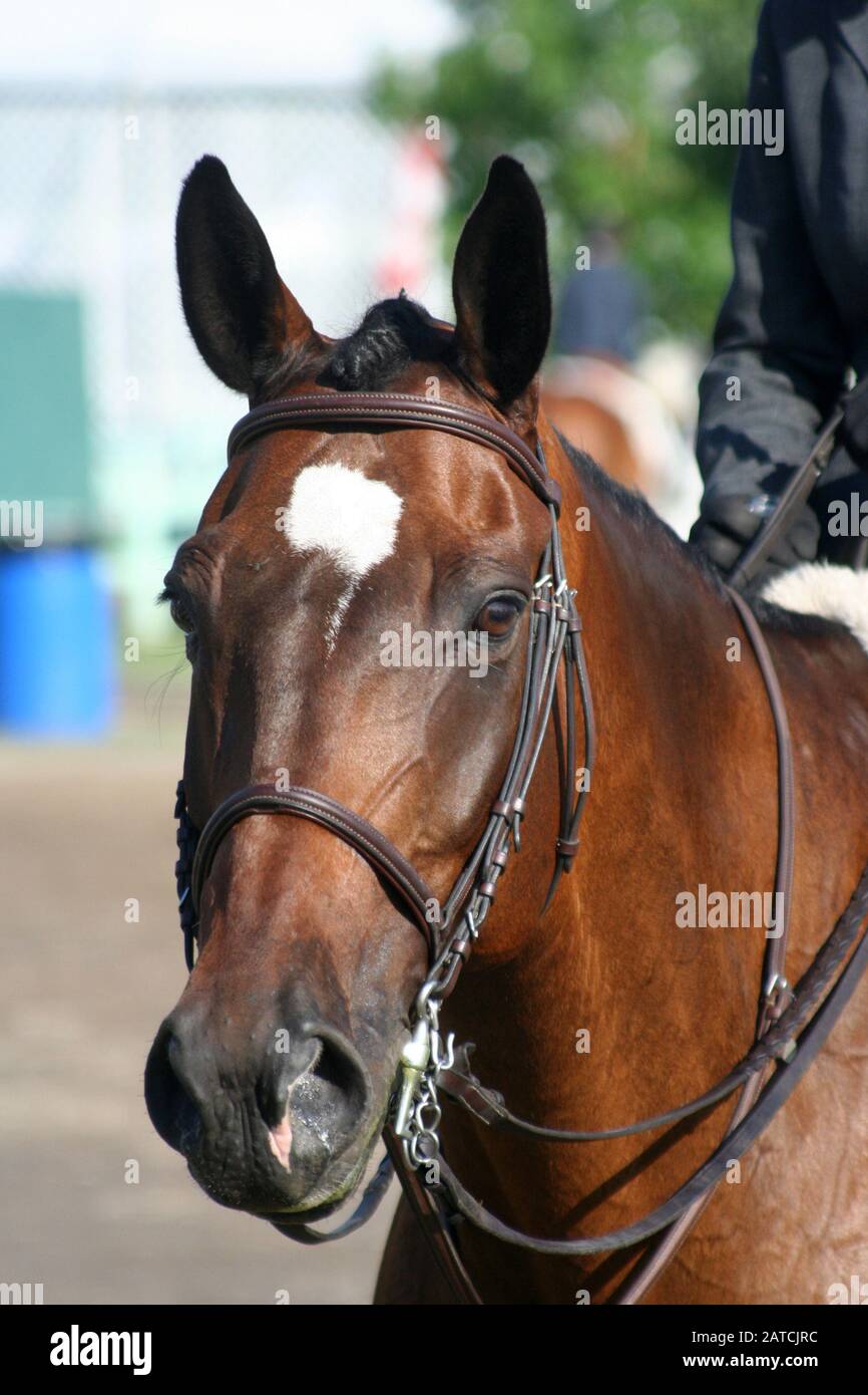 Beautiful English hunter horses at a horse show Stock Photo - Alamy