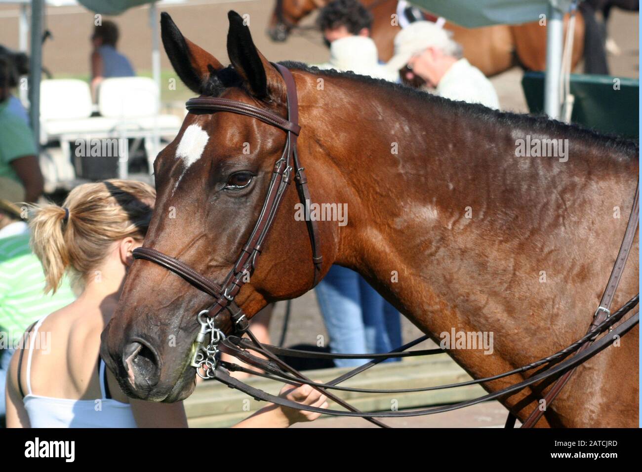 Beautiful English hunter horses at a horse show Stock Photo - Alamy