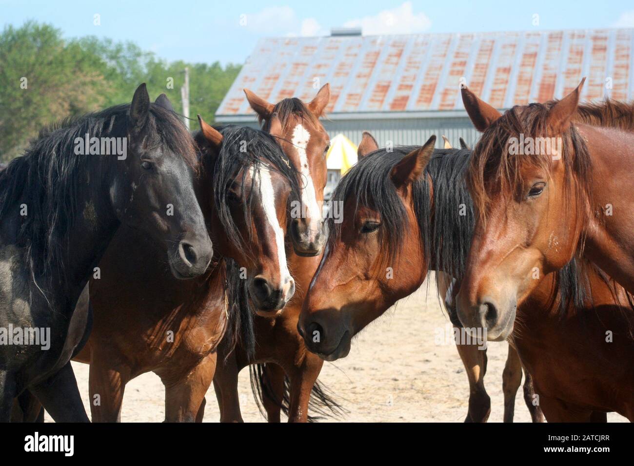 Before the rodeo starts hi-res stock photography and images - Alamy