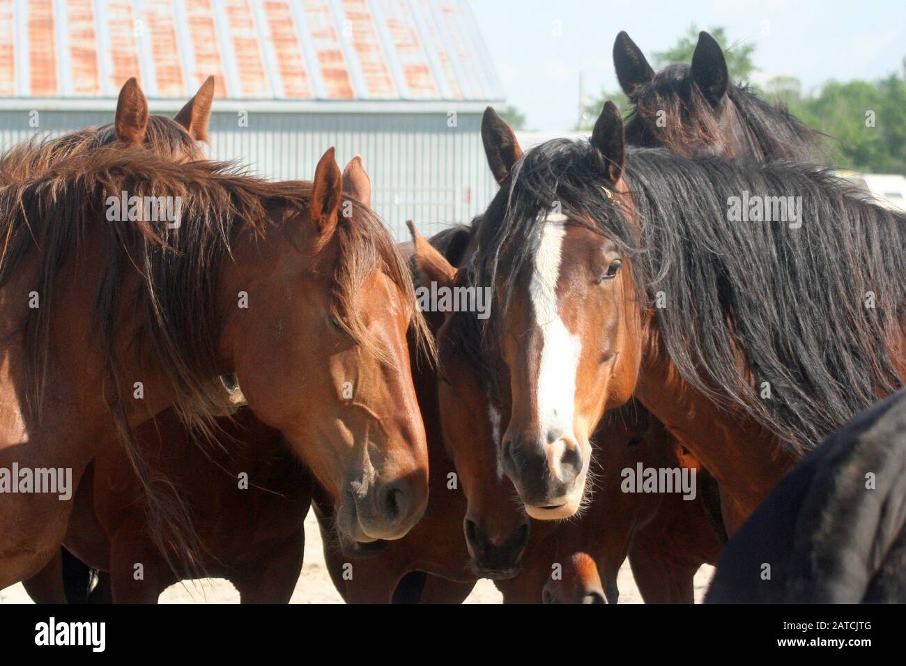 Rodeo Rough Stock Stock Photo - Alamy