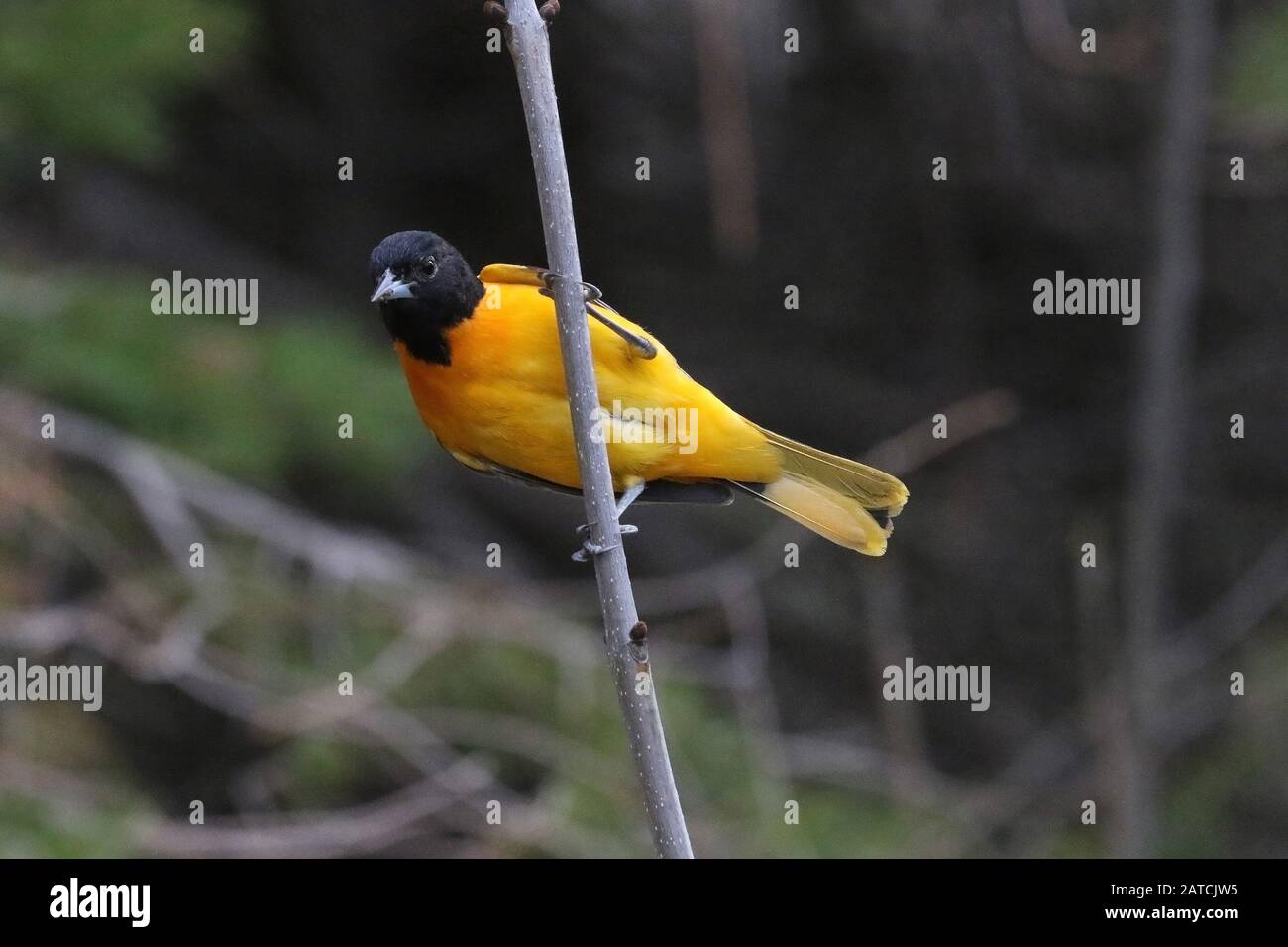 Baltimore Oriole Bird Nest Hi Res Stock Photography And Images Alamy