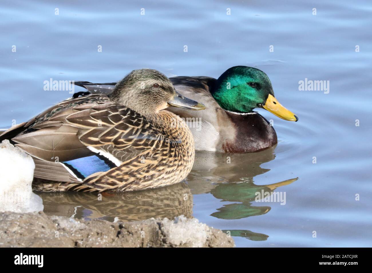 Female mallard duck with purple feathers hi-res stock photography and ...