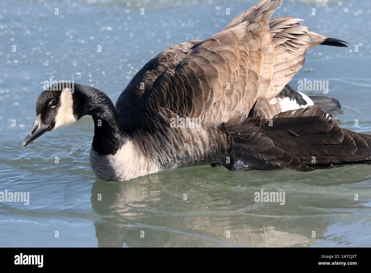 Crippled Canada Goose dragging broken wing Stock Photo - Alamy
