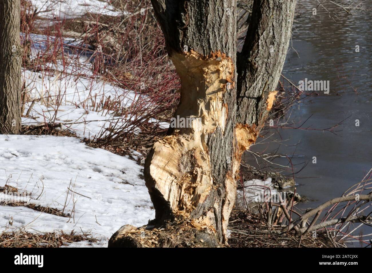 Tree trunks used in construction hi-res stock photography and images ...