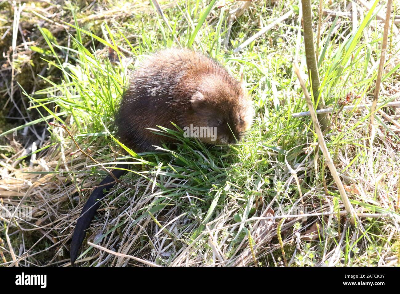Musk rat swimming in river Stock Photo - Alamy