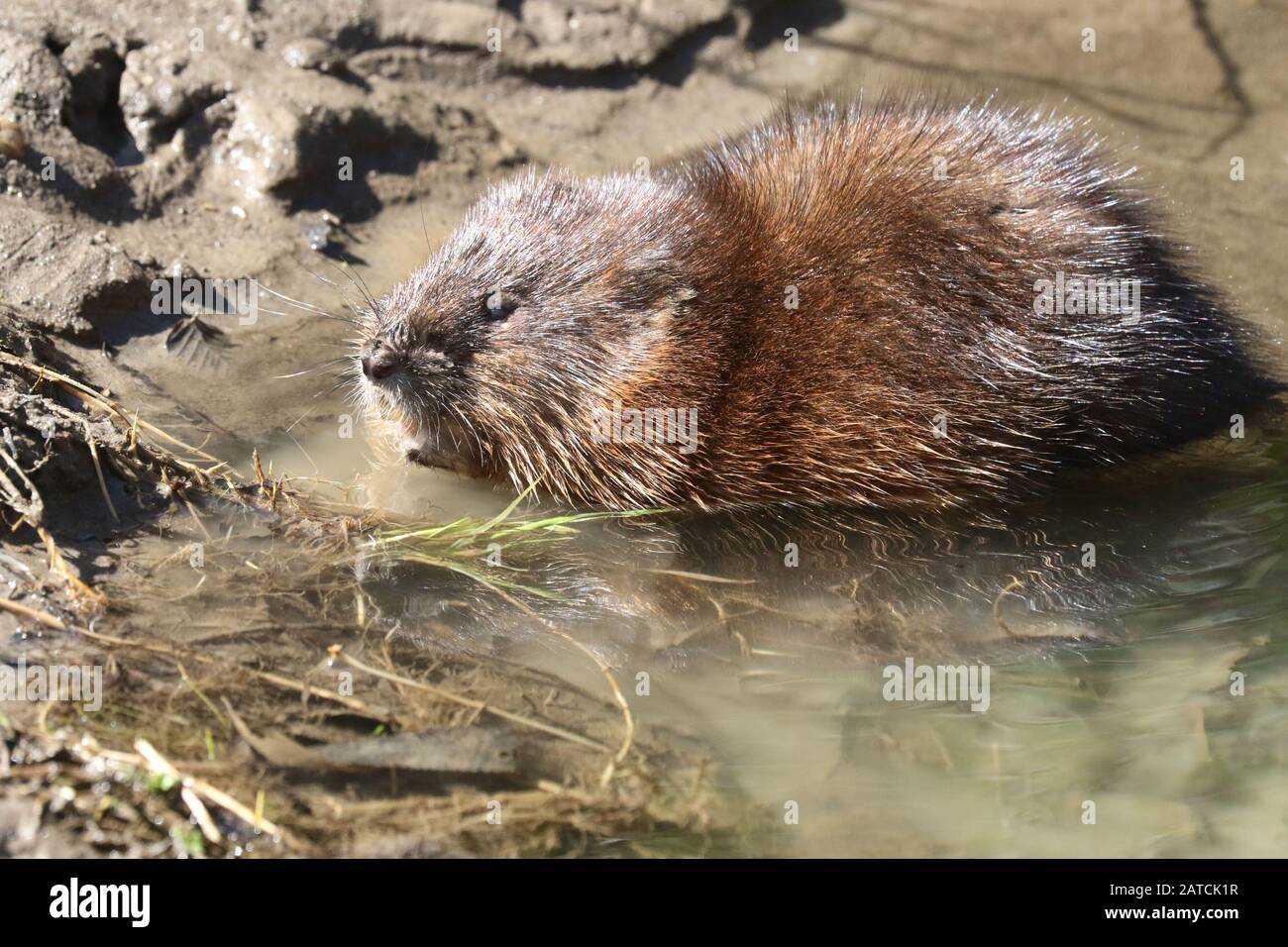 Musk rat swimming in river Stock Photo - Alamy