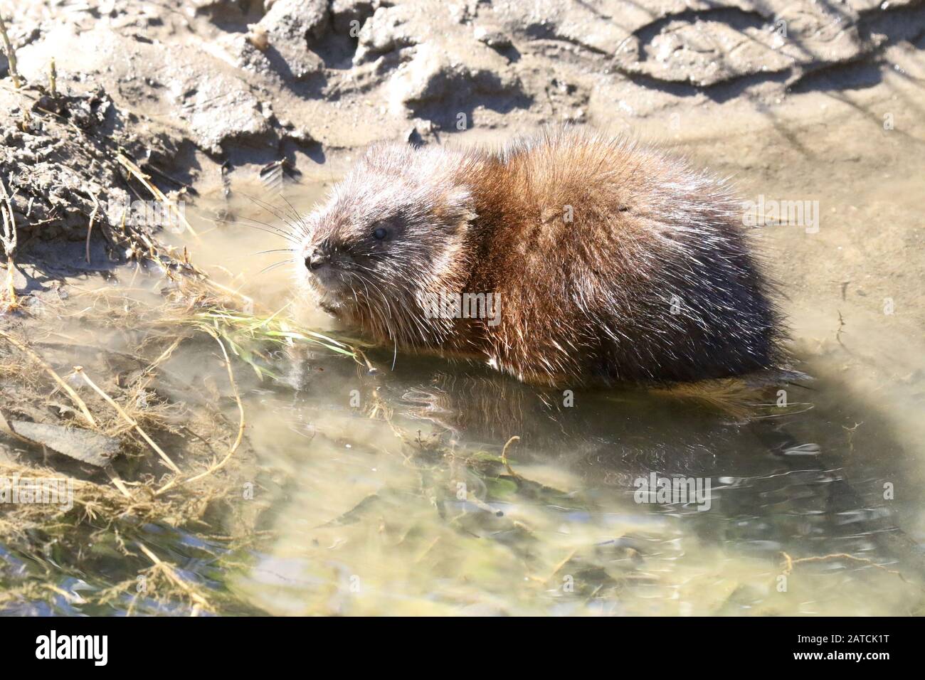 Muskrat webbed feet hi-res stock photography and images - Alamy
