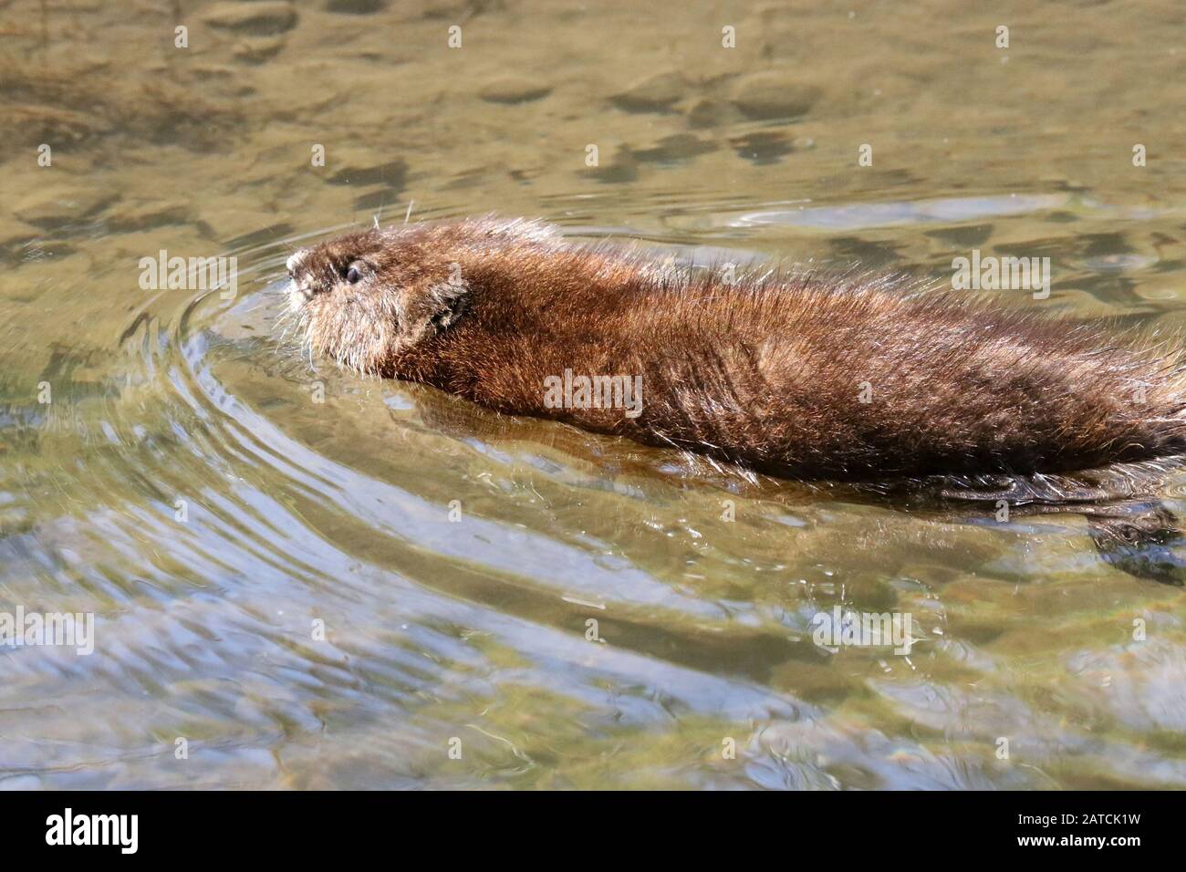 Muskrat webbed feet hi-res stock photography and images - Alamy