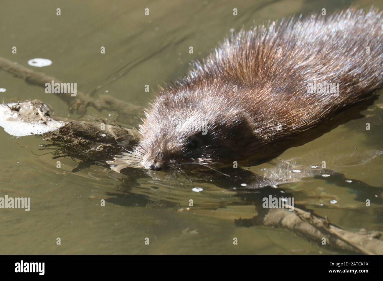Musk rat swimming in river Stock Photo - Alamy