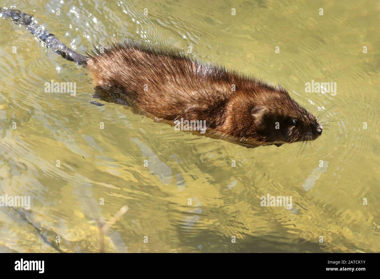 Musk rat swimming in river Stock Photo - Alamy
