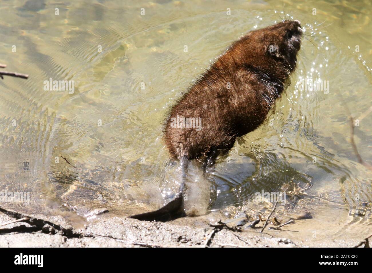 Musk rat swimming in river Stock Photo - Alamy
