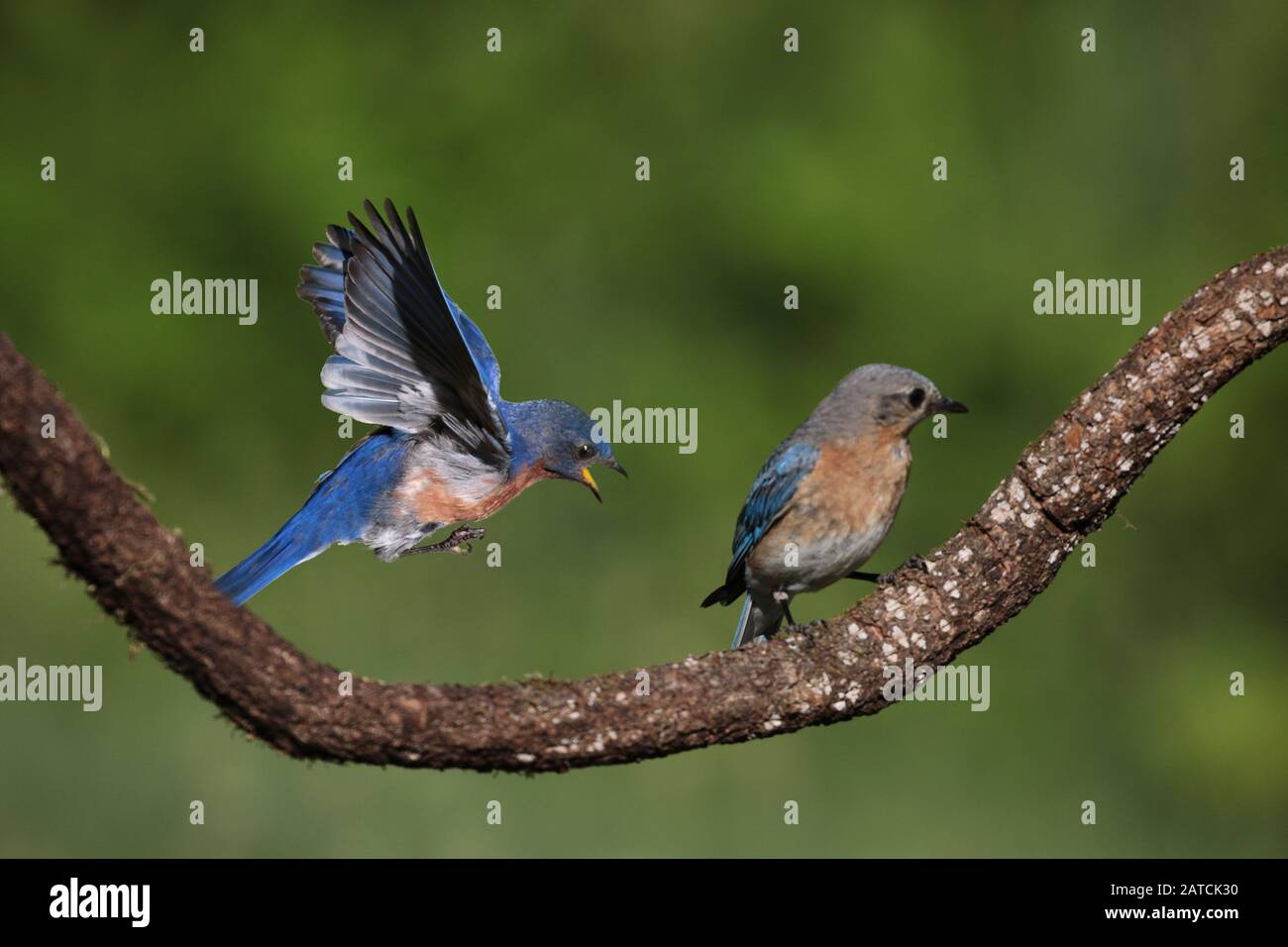 Male and female bluebirds hi-res stock photography and images - Alamy