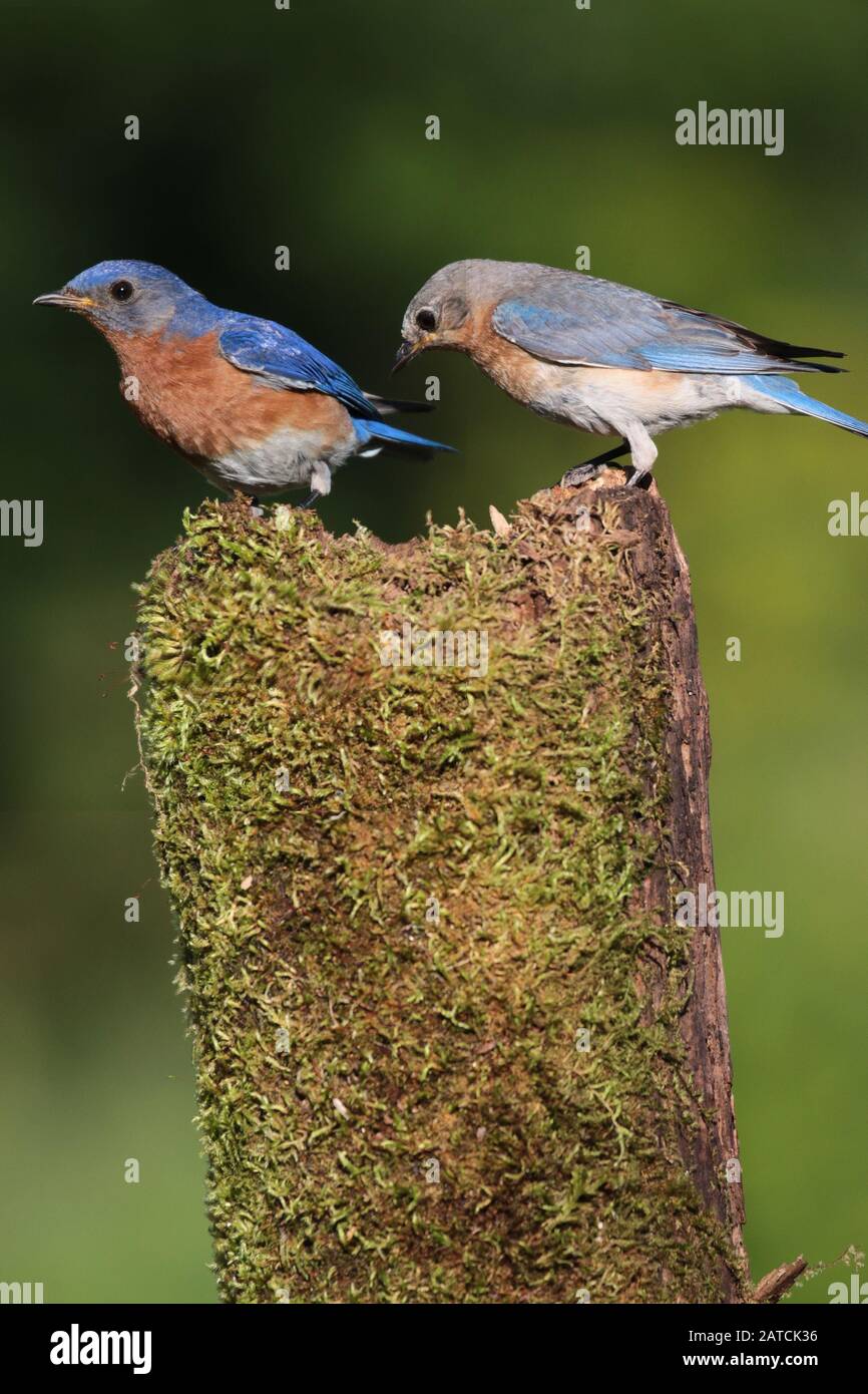Bluebirds Male and Female in forest habitat Stock Photo - Alamy
