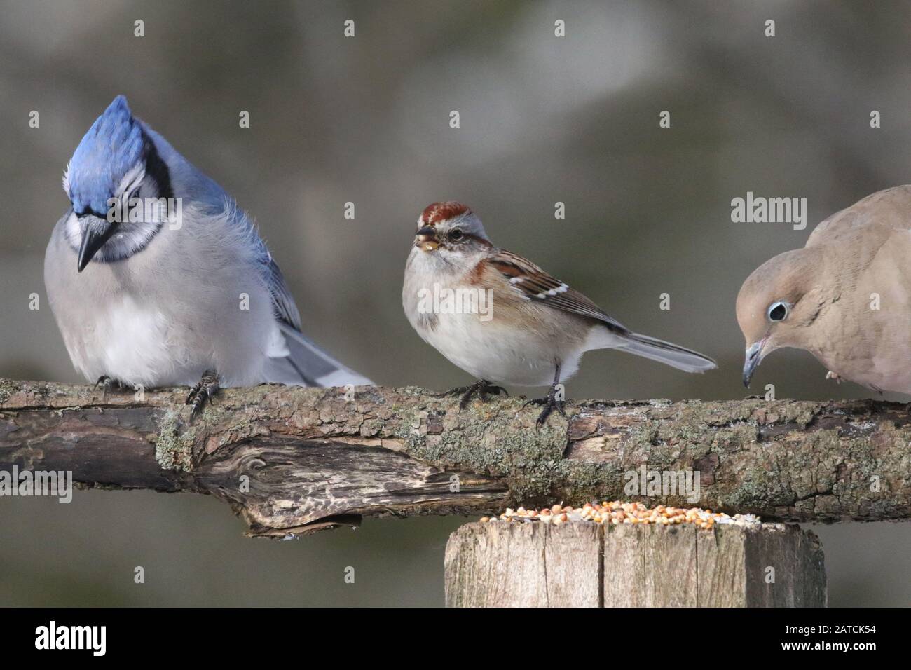 Three Bird species sharing food Stock Photo - Alamy