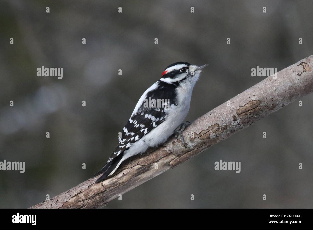 Downy woodpecker in nature reserve Stock Photo - Alamy