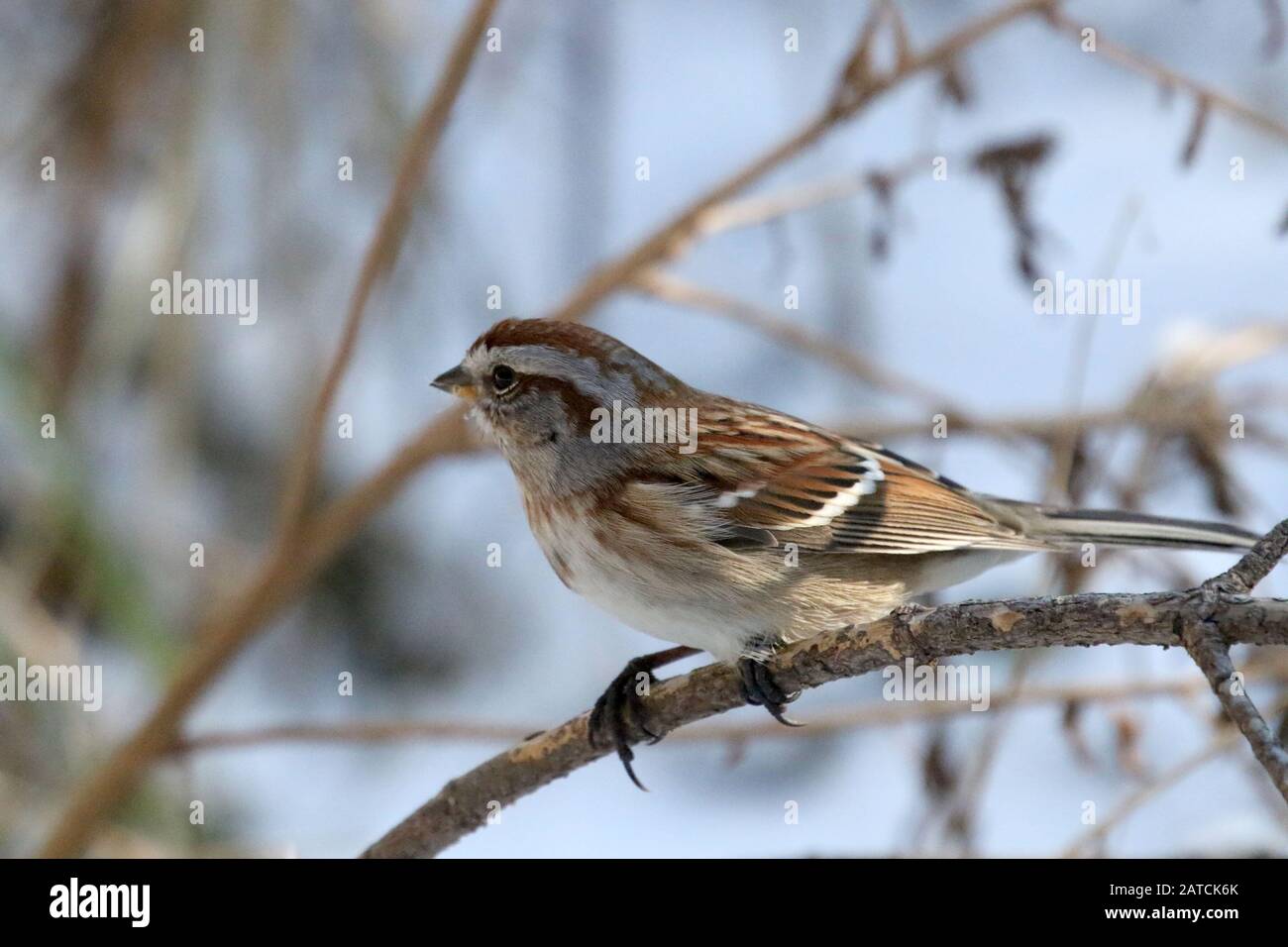 Tree Sparrow on branch Stock Photo - Alamy