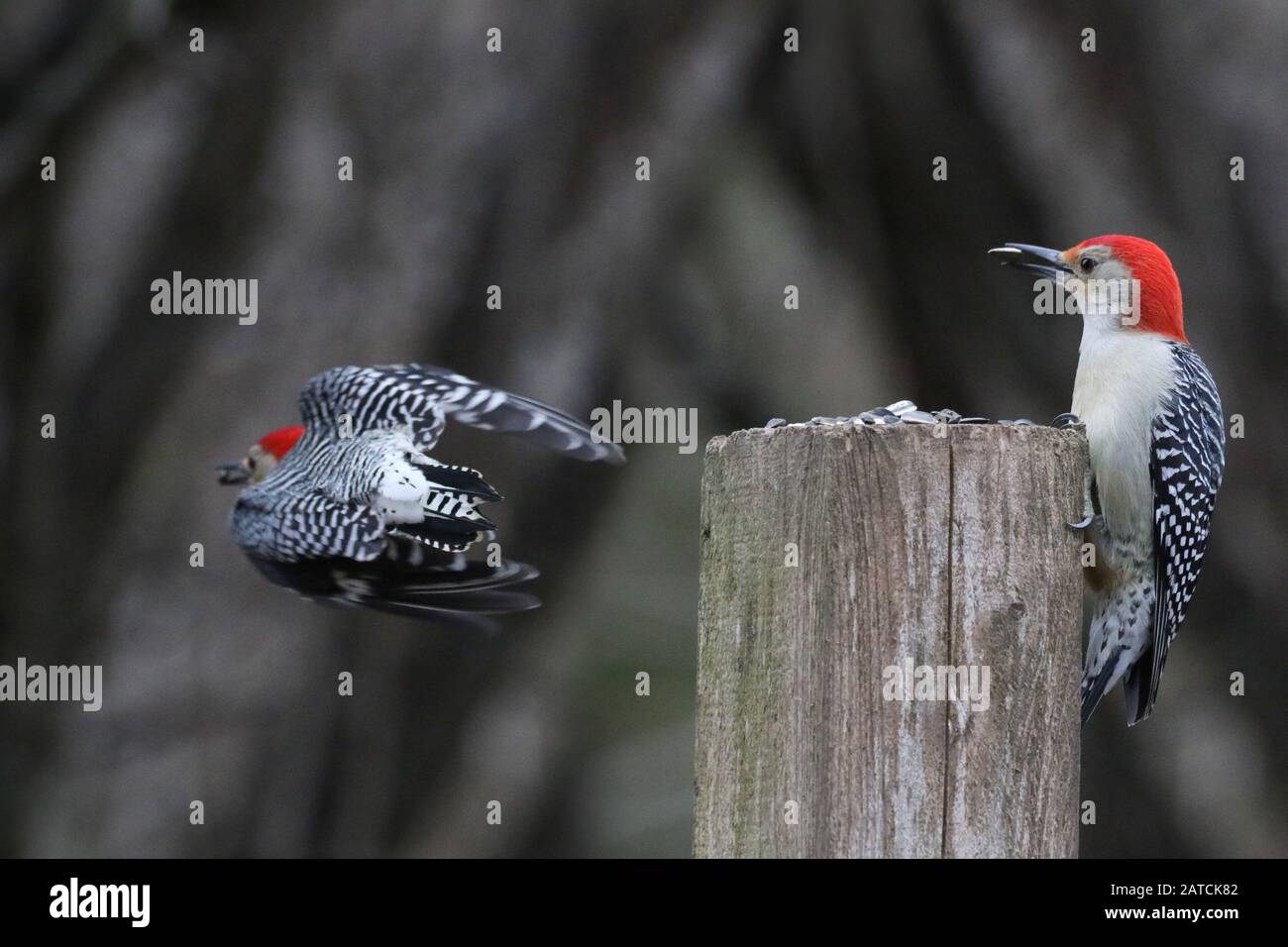 Hair woodpecker hi-res stock photography and images - Alamy