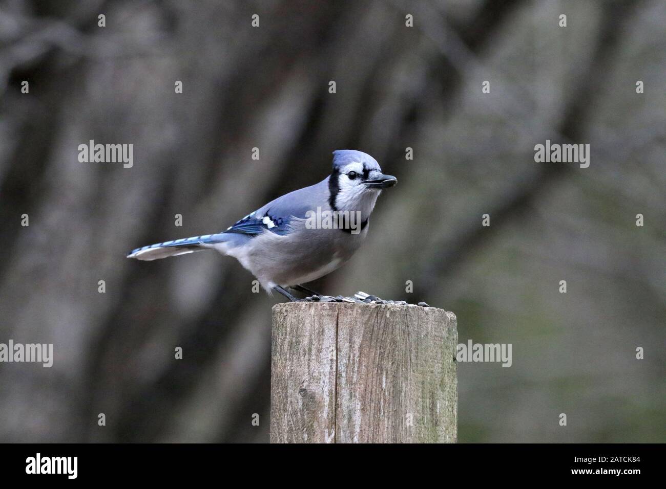 Blue Jay in Nature reserve Stock Photo - Alamy