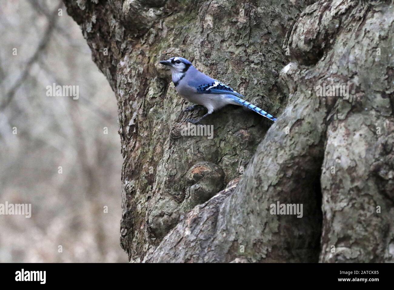 Blue Jay in Nature reserve Stock Photo - Alamy