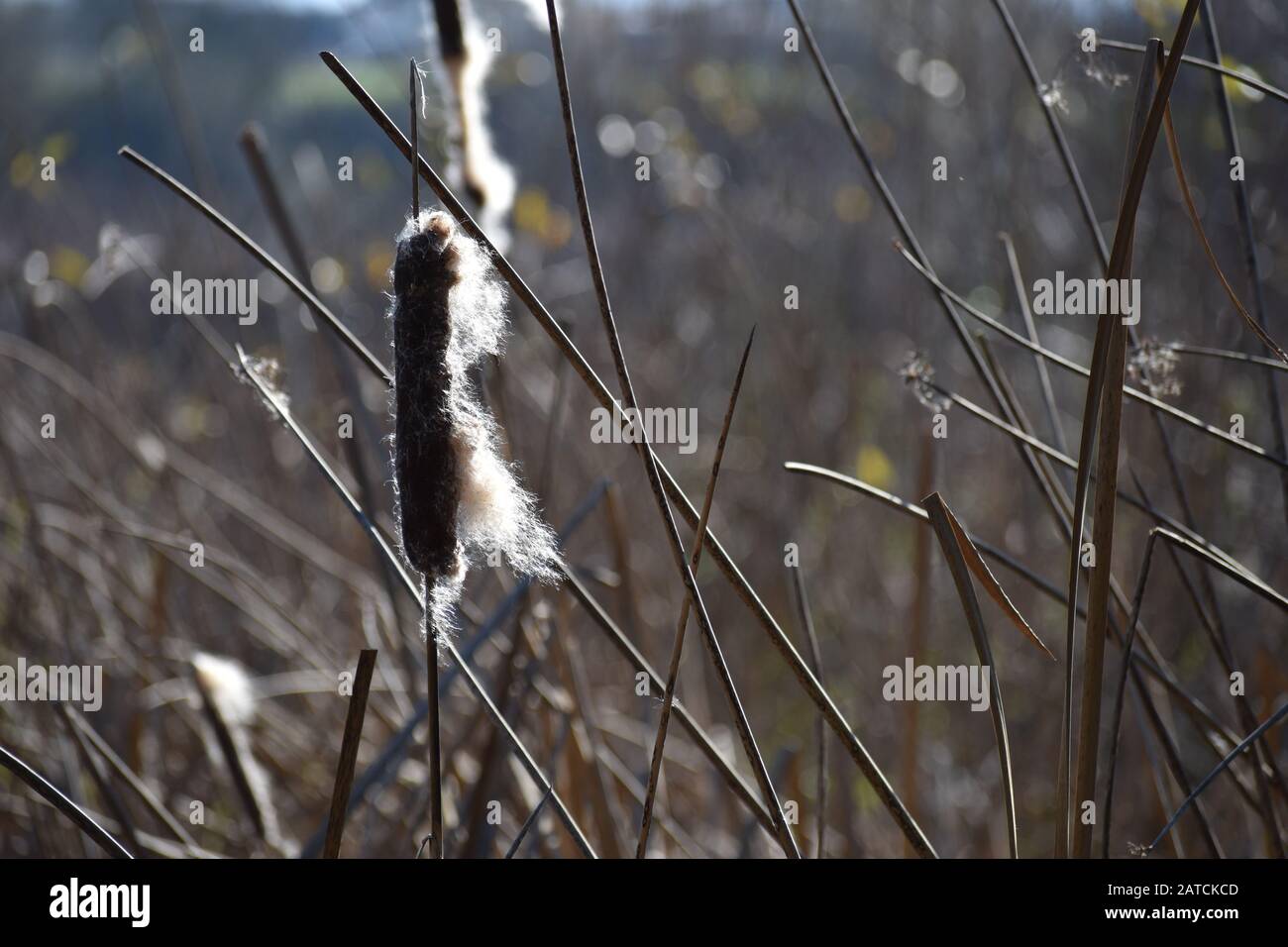 Cat tail plant hi-res stock photography and images - Alamy