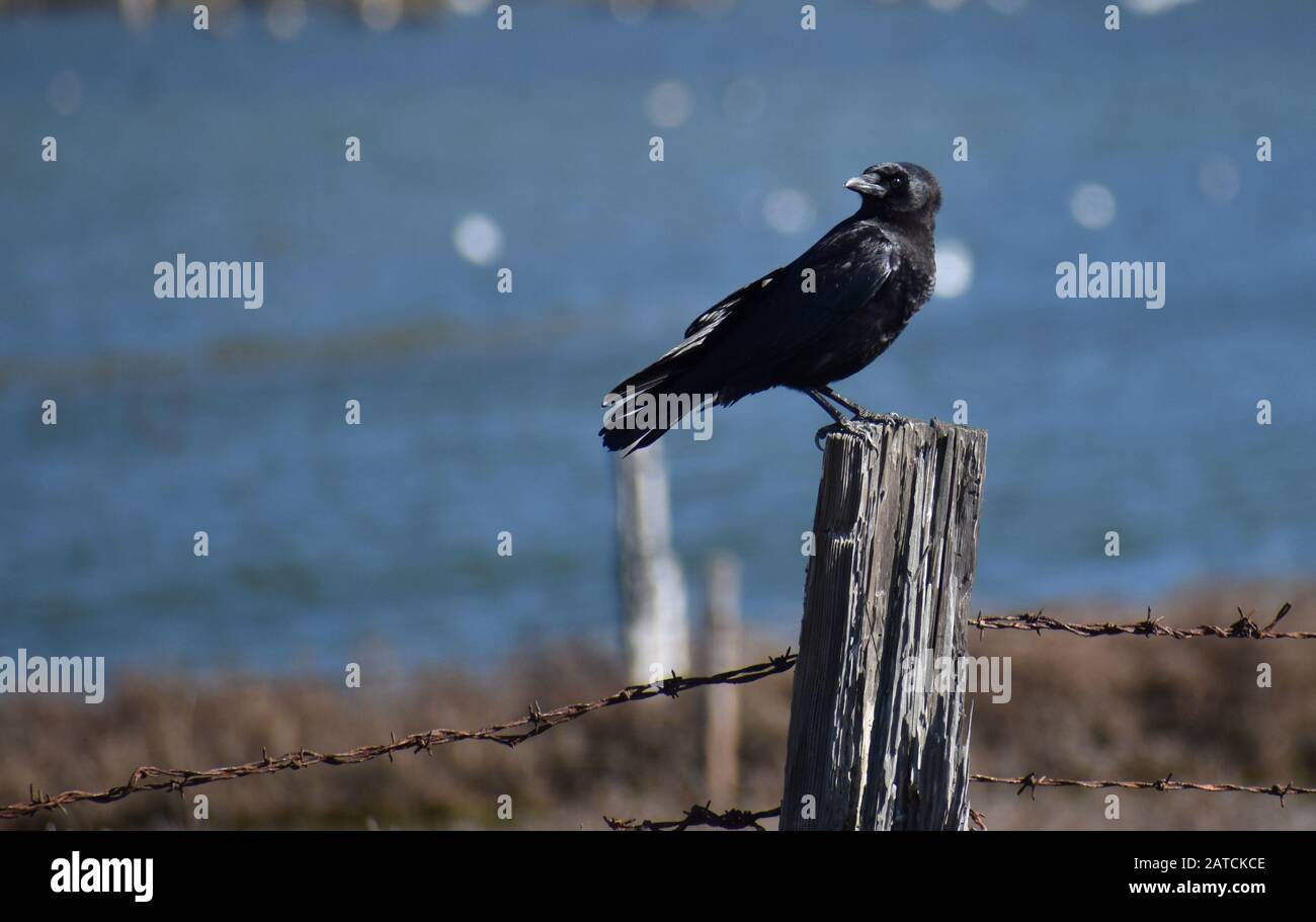 Perched atop barbed wire hi-res stock photography and images - Alamy