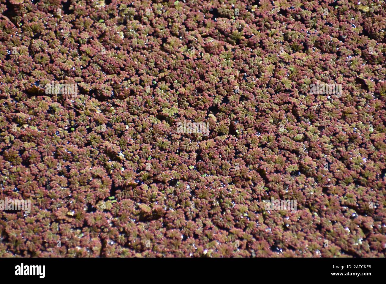 Azolla mexicana hi-res stock photography and images - Alamy