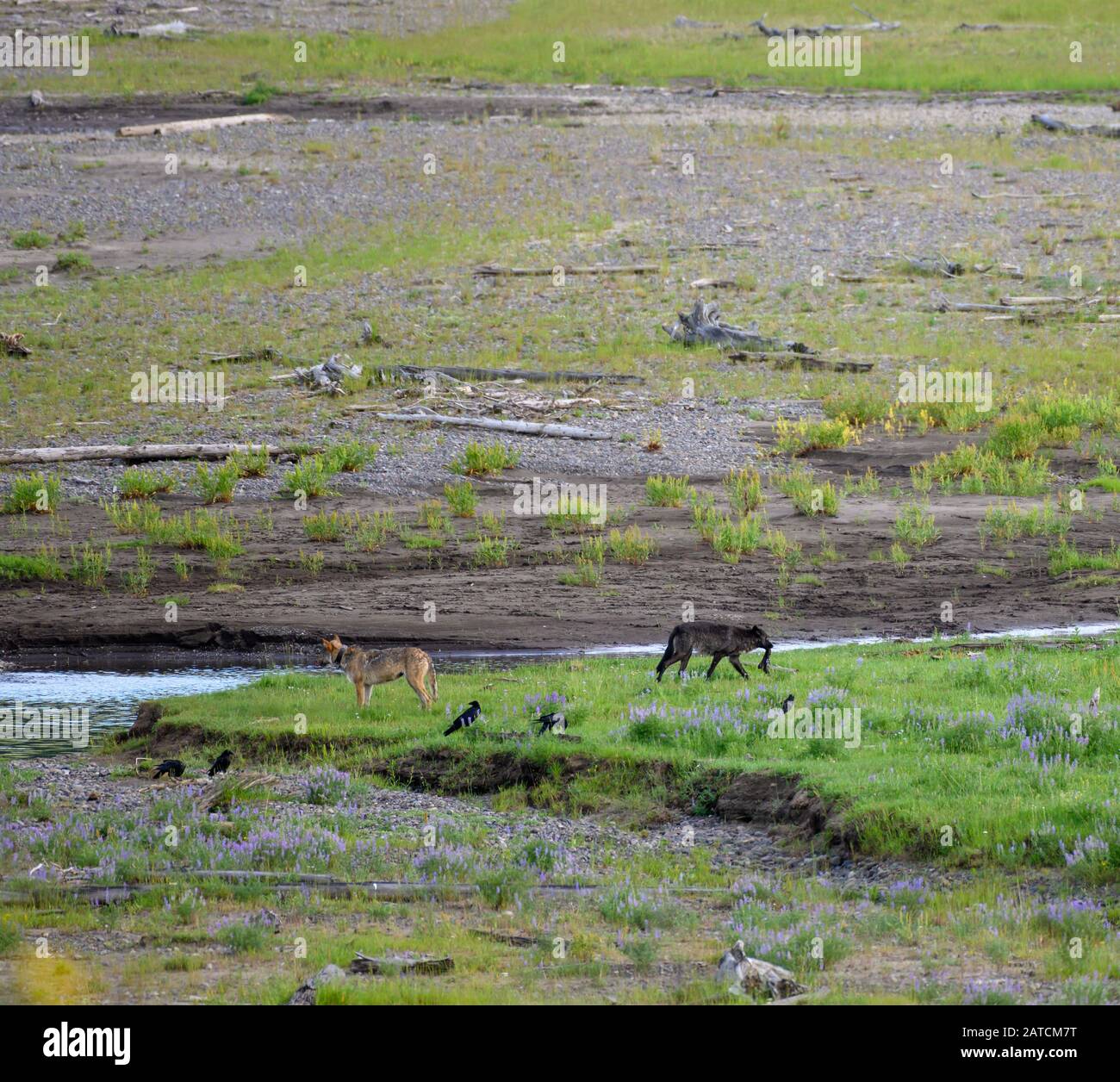 Wolf and ravens hi-res stock photography and images - Alamy