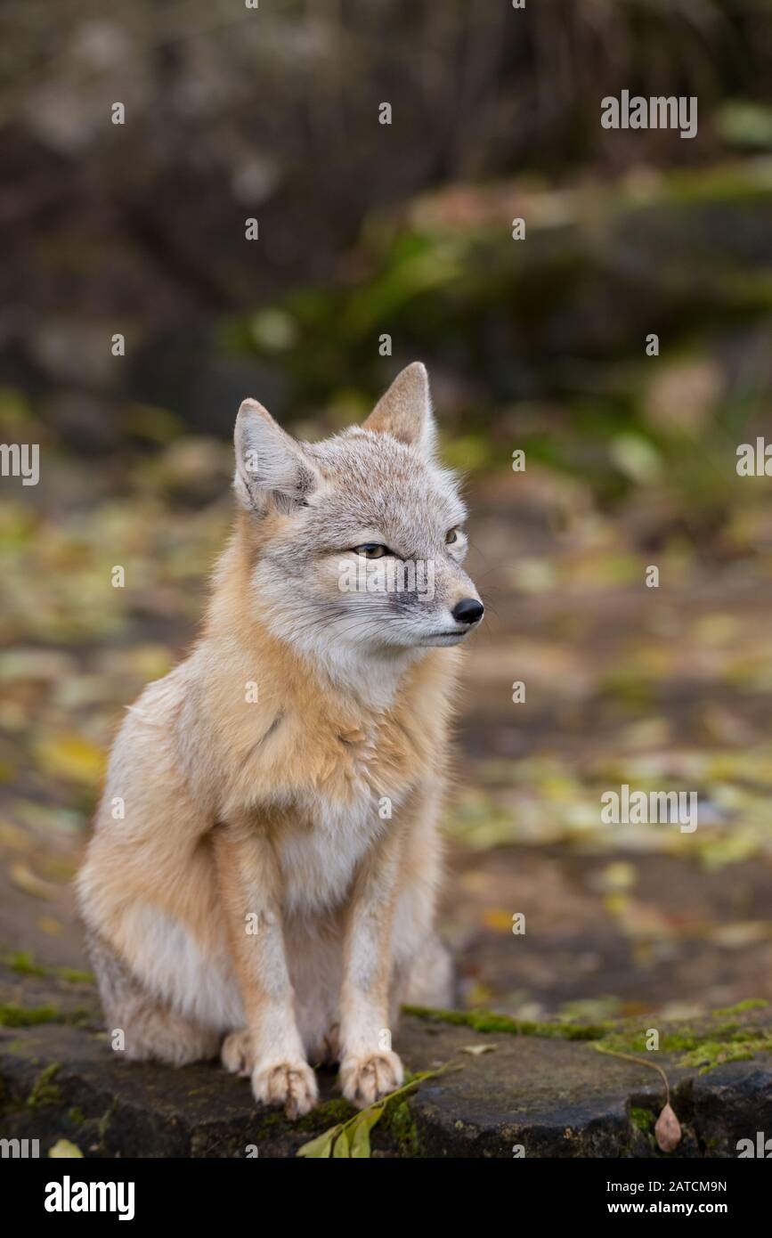 Corsac foxes hi-res stock photography and images - Alamy