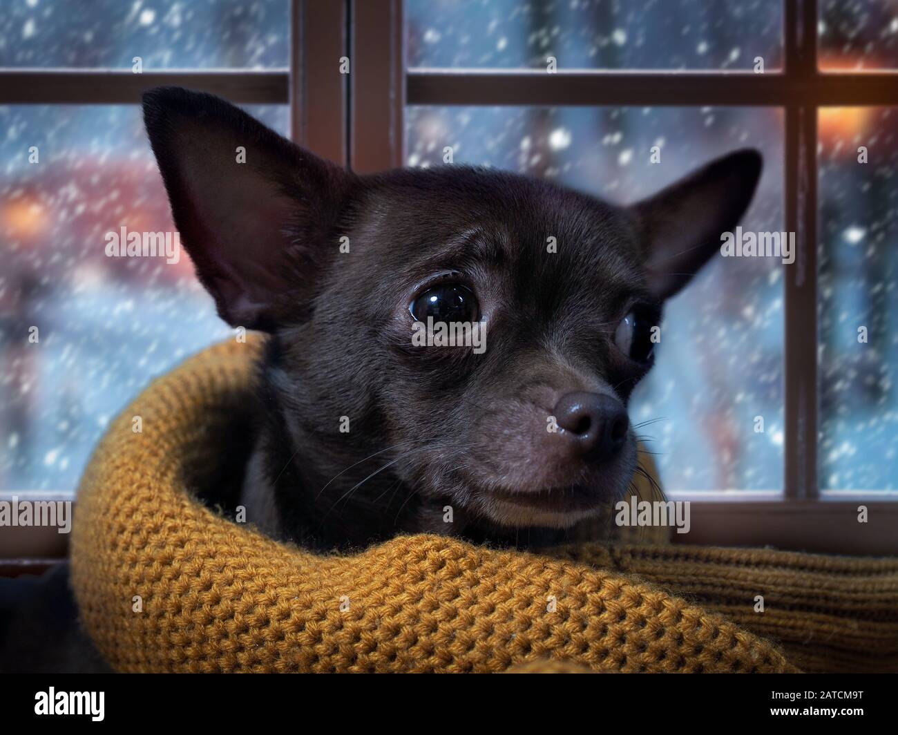 The dog is unhappy. The animal is afraid of the cold Stock Photo - Alamy