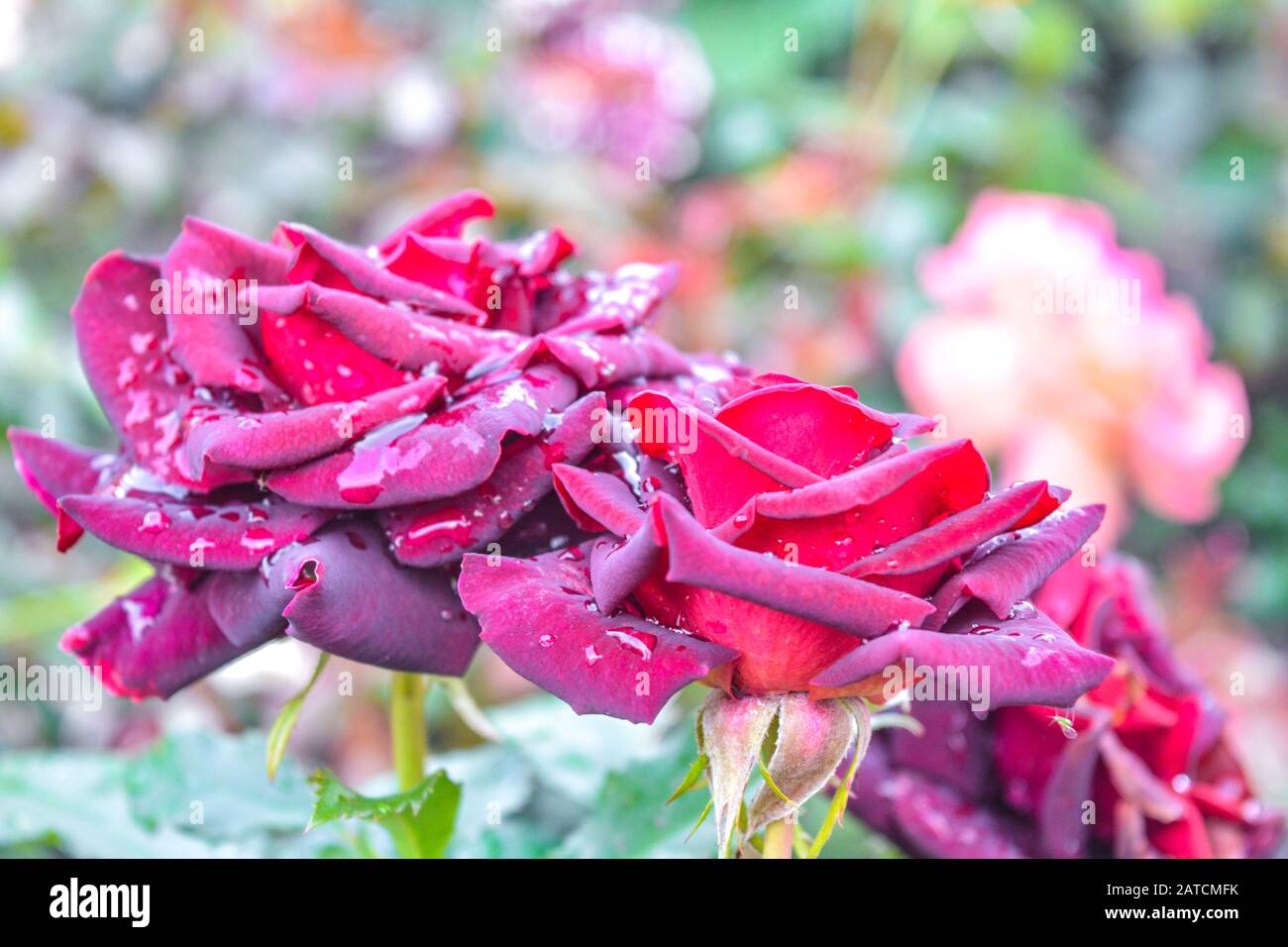 Wine or bordeaux rose flower with rain water drops. Close-up photo of ...