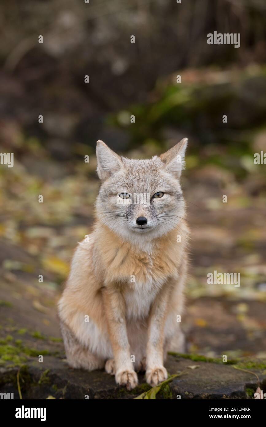 Corsac foxes hi-res stock photography and images - Alamy