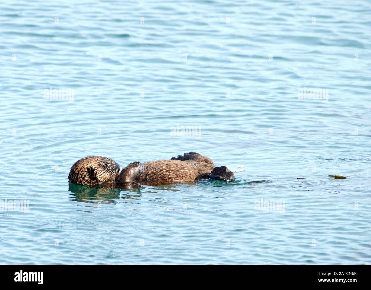 Baby sea otter floating in water Stock Photo - Alamy