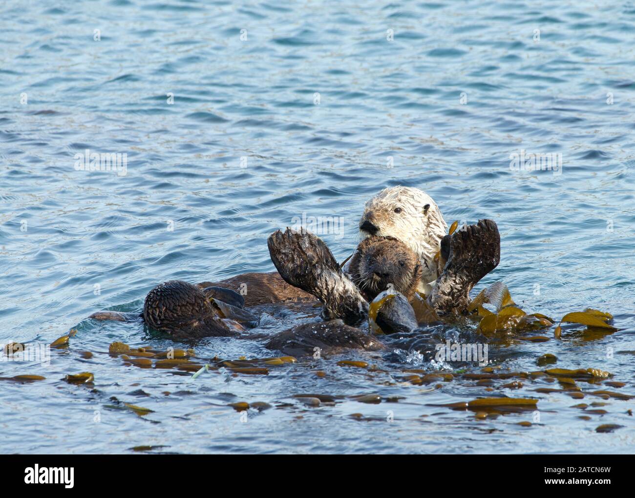 Sea Otter Pup With Mother