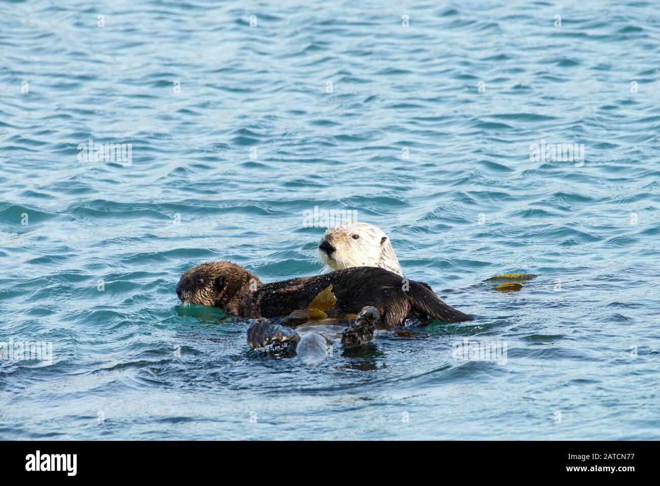 Sea otter baby with mom hi-res stock photography and images - Alamy