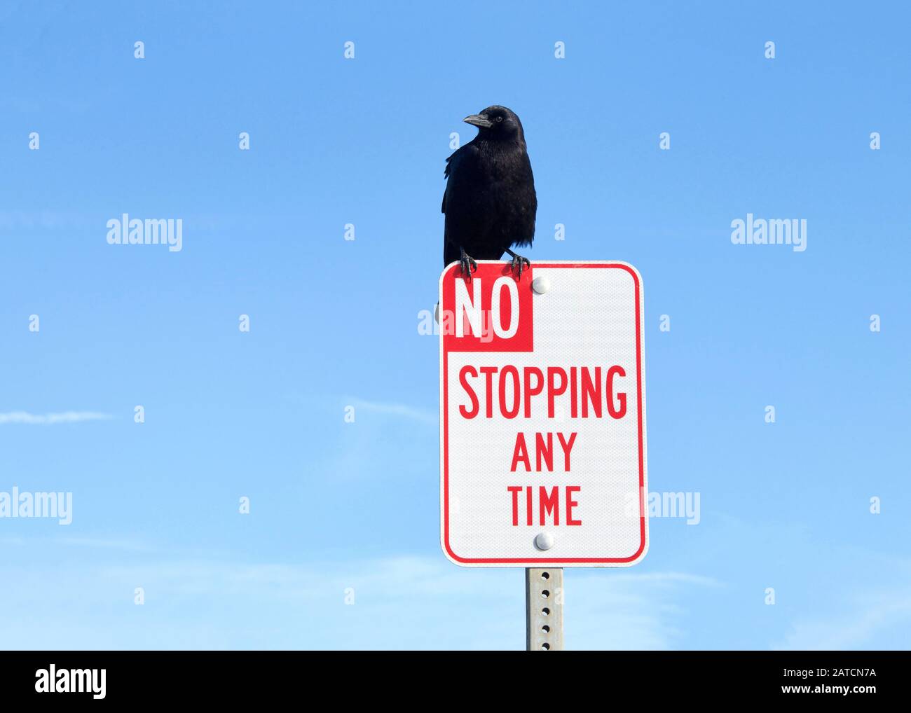 One raven perched on a No Stopping Any Time Road Sign, blue sky with ...