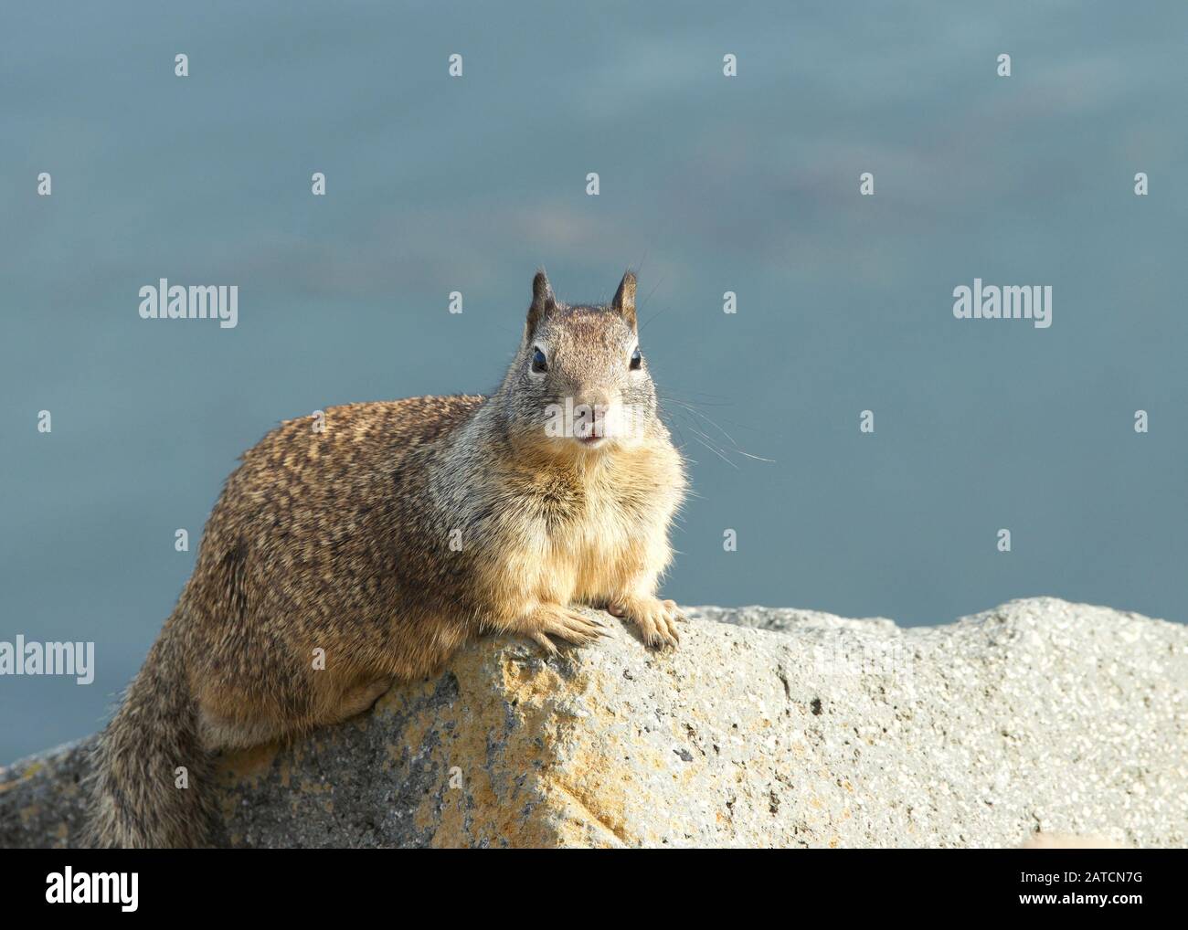 Ground squirrel laying on a rock, paws holding rock, looking to right ...