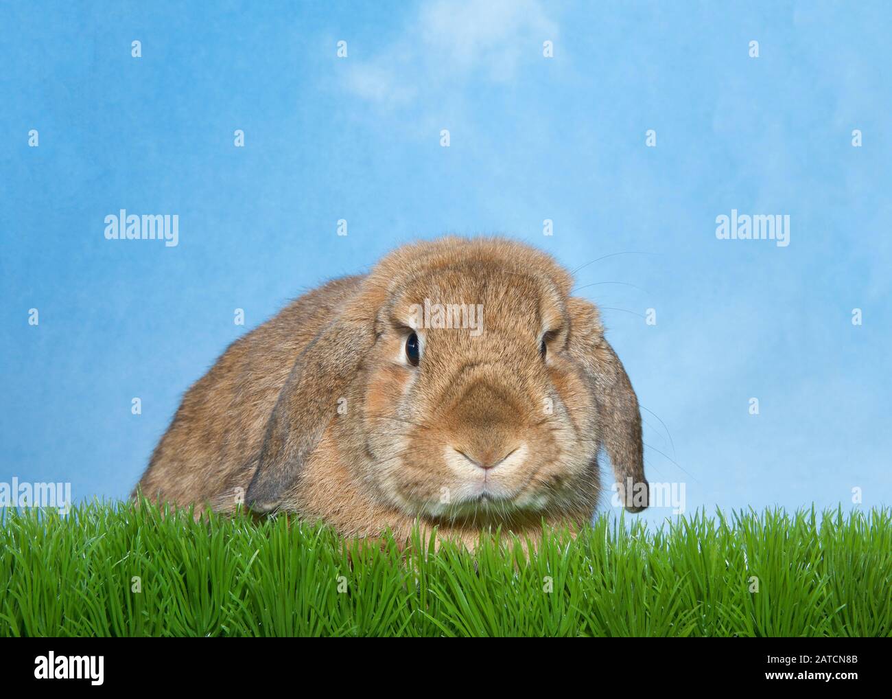 Brown lop eared bunny rabbit peaking over green grass, blue background ...