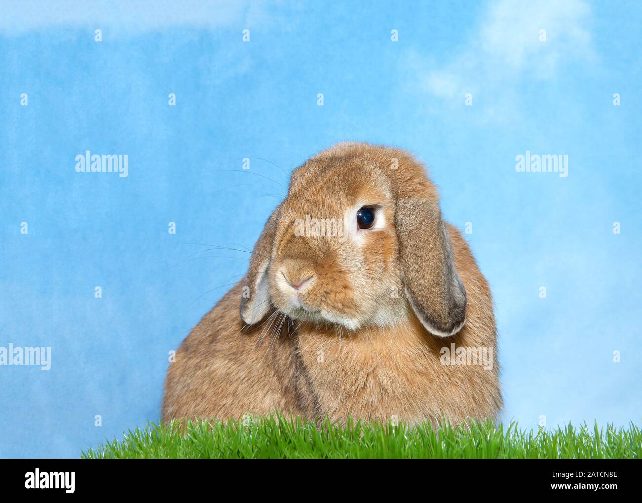 Brown lop eared bunny rabbit peaking over green grass, blue background ...