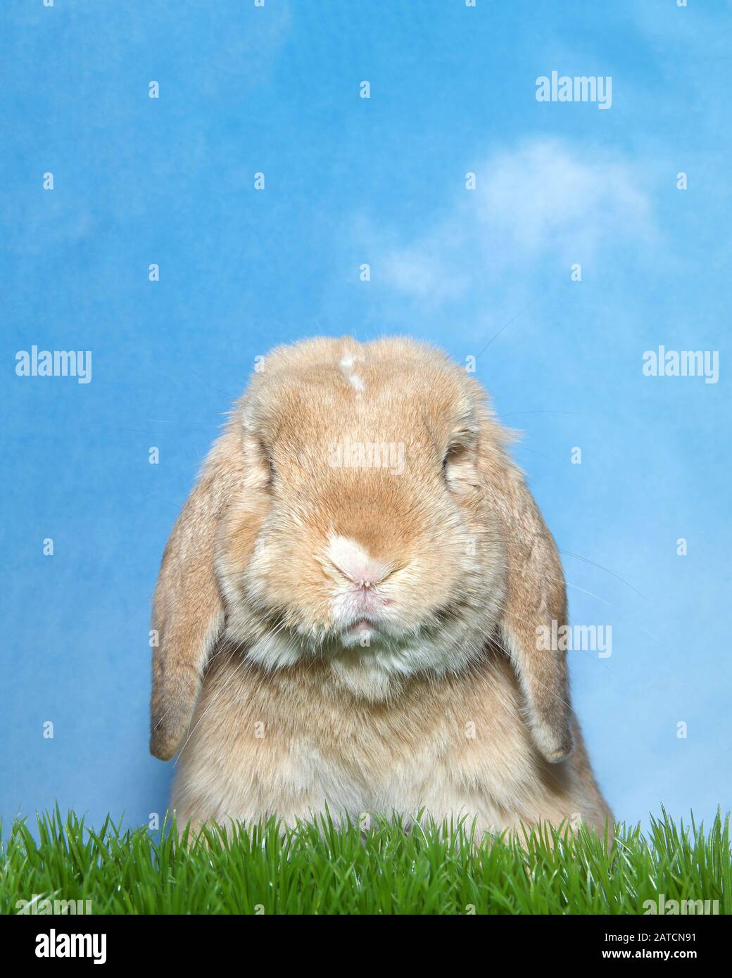 Brown lop eared bunny rabbit peaking over green grass, blue background ...