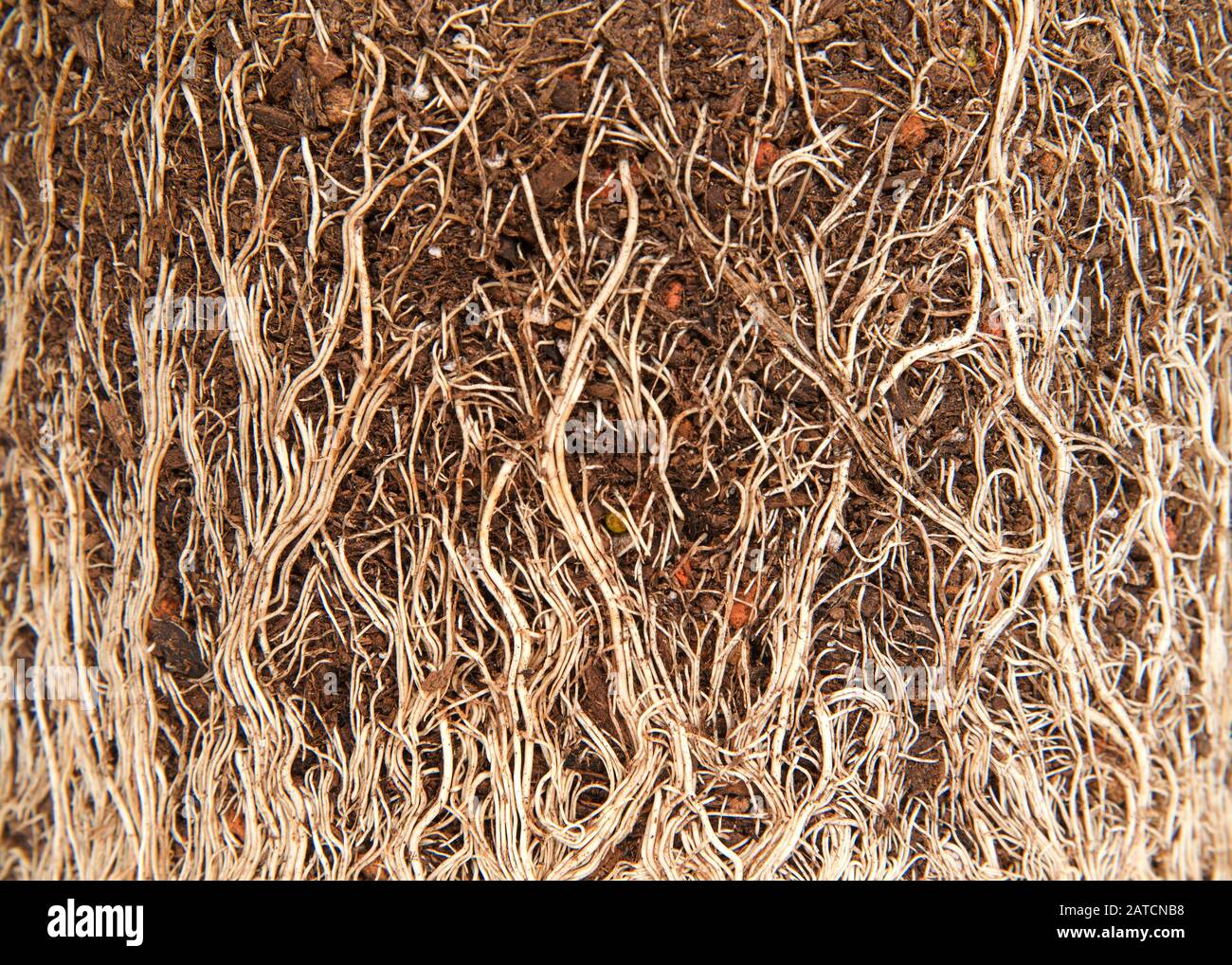 Healthy unhealthy plant hi-res stock photography and images - Alamy