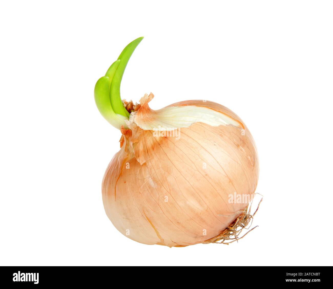 Medium white onion gone to seed, sprouting green leaves. Isolated on ...