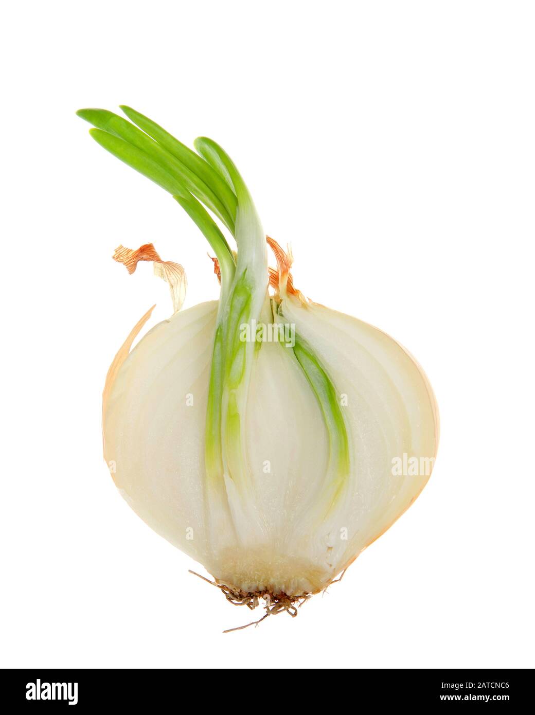 Close up cross section of one medium white onion gone to seed ...