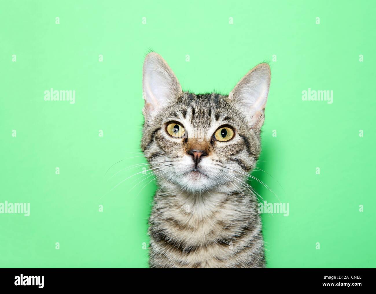 Close up portrait of an adorable black and tan kitten looking directly ...
