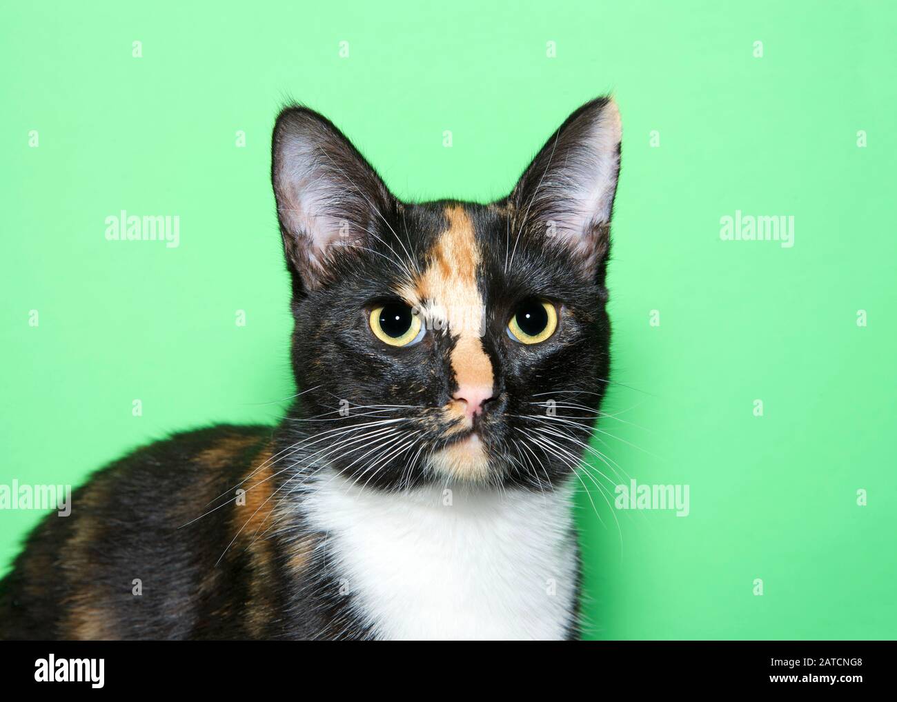 Portrait of an adorable tricolor calico kitten looking to viewers right ...