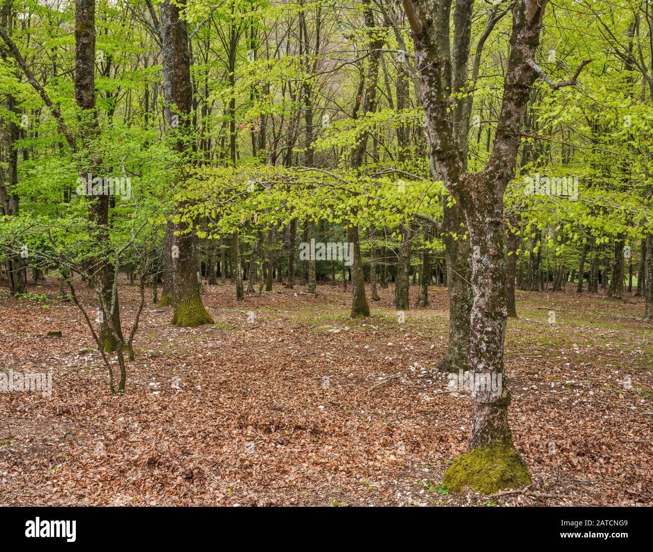 Promontorio del gargano hi-res stock photography and images - Alamy