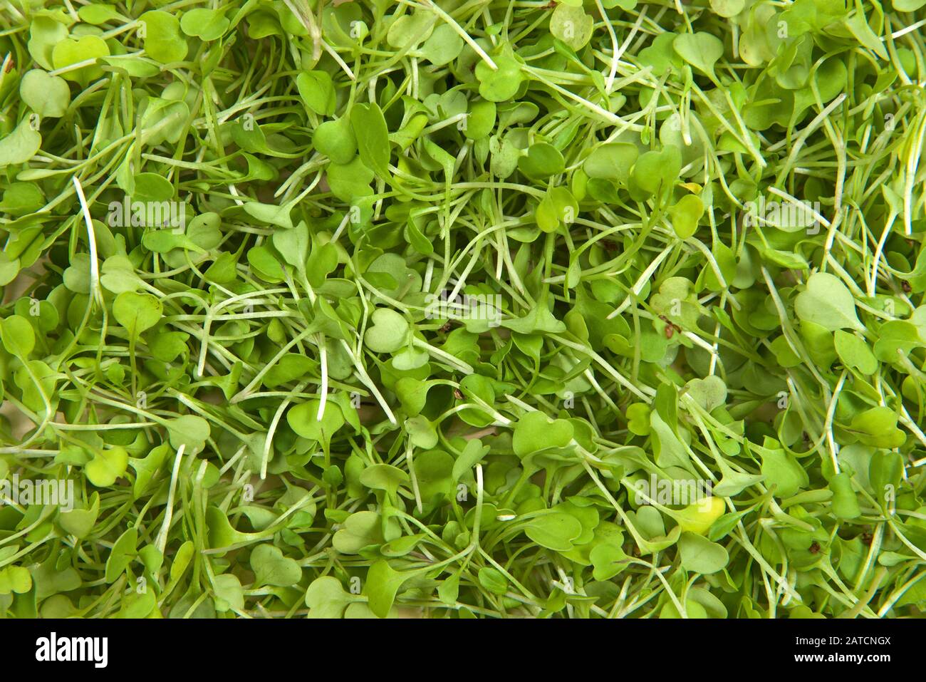 Background of Arugula or rocket, an edible annual plant in the family ...