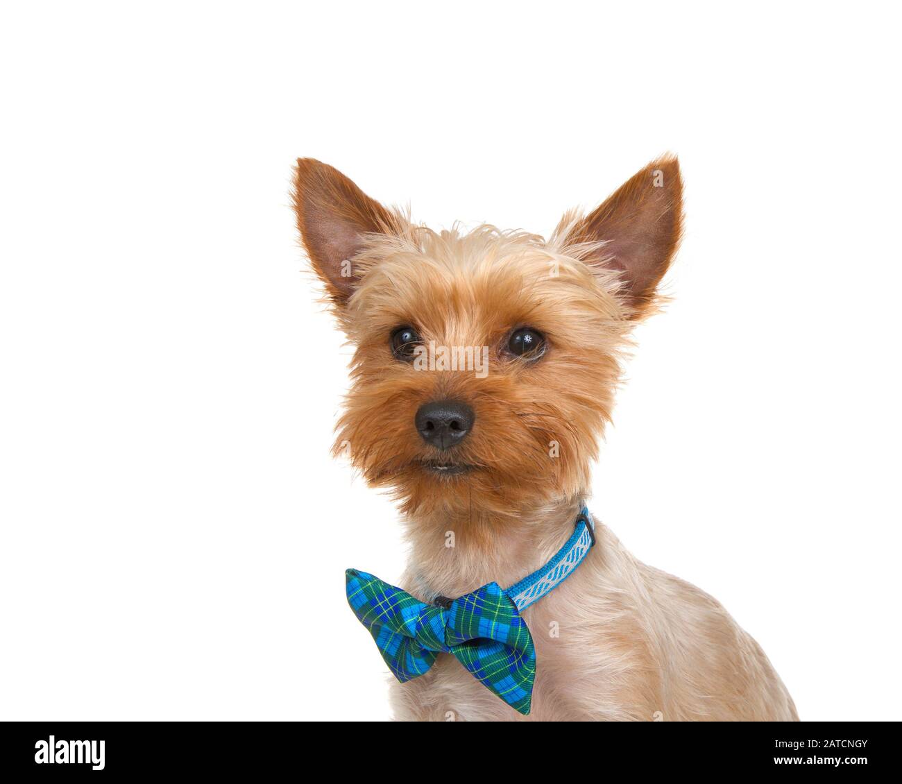Yorkie close up of face hi-res stock photography and images - Alamy