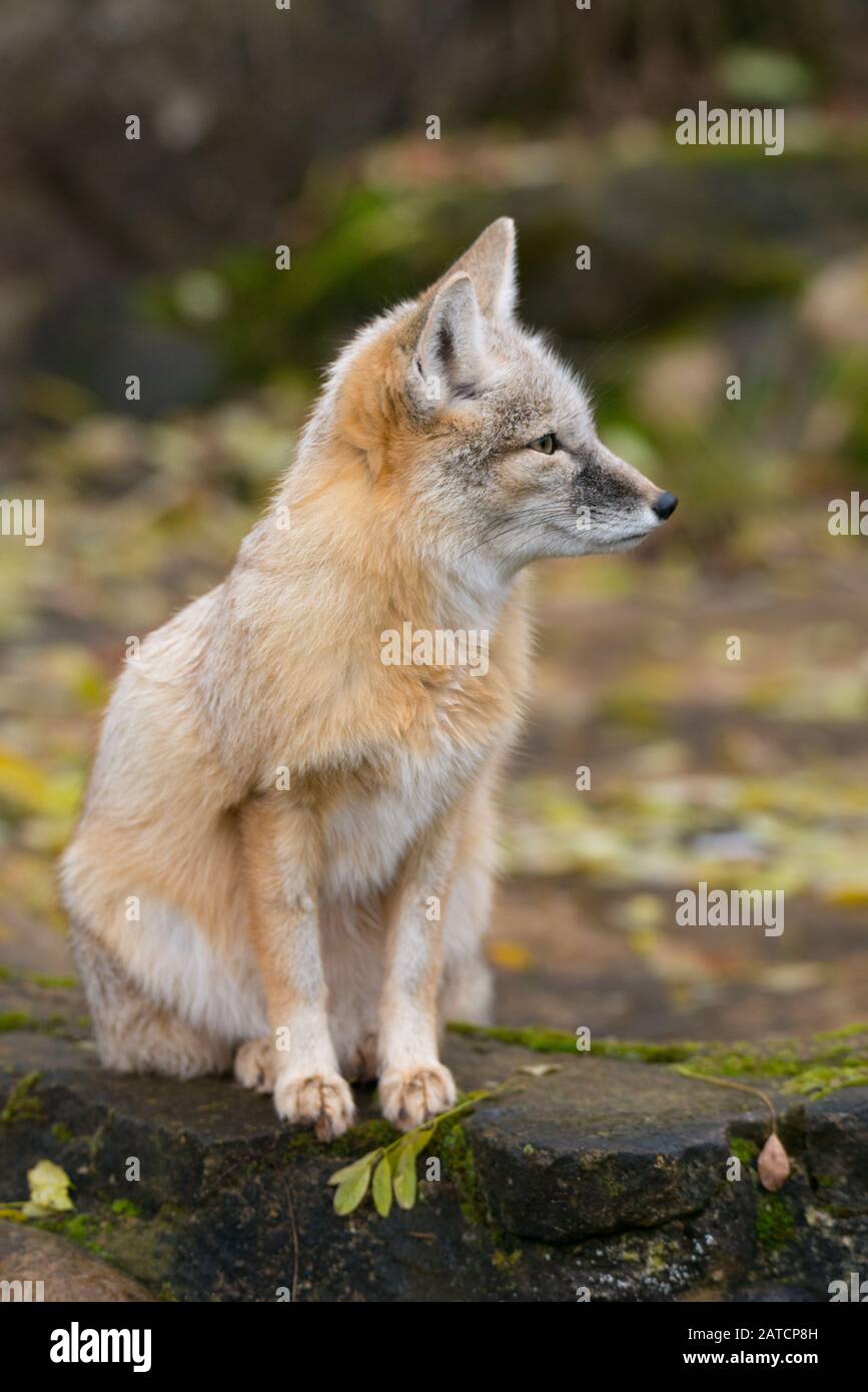 Corsac Fox High Resolution Stock Photography and Images - Alamy